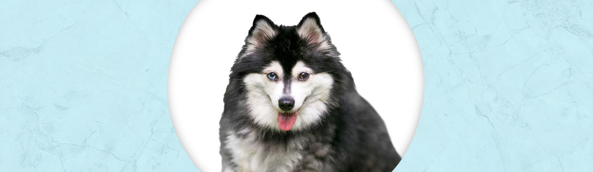 Alaskan Klee Kai Jewelry – Dazzling Paws