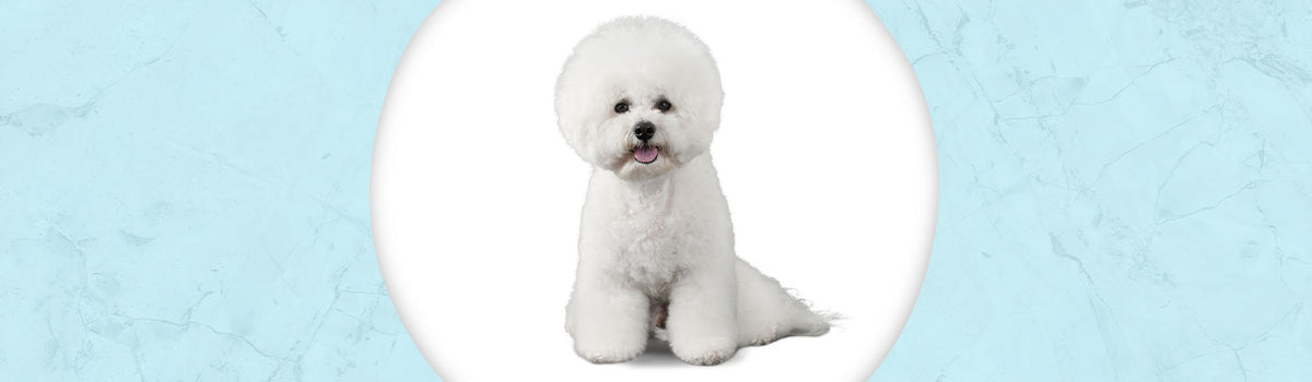 Bichon Frise Jewelry – Dazzling Paws