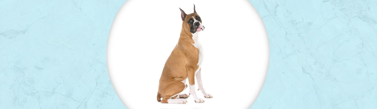 Boxer Jewelry – Dazzling Paws