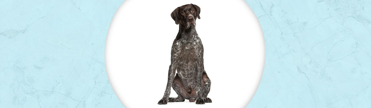 German Pointer- Short and Wire Jewelry – Dazzling Paws
