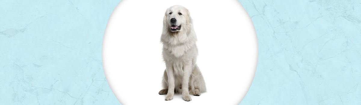 Great Pyrenees Jewelry – Dazzling Paws