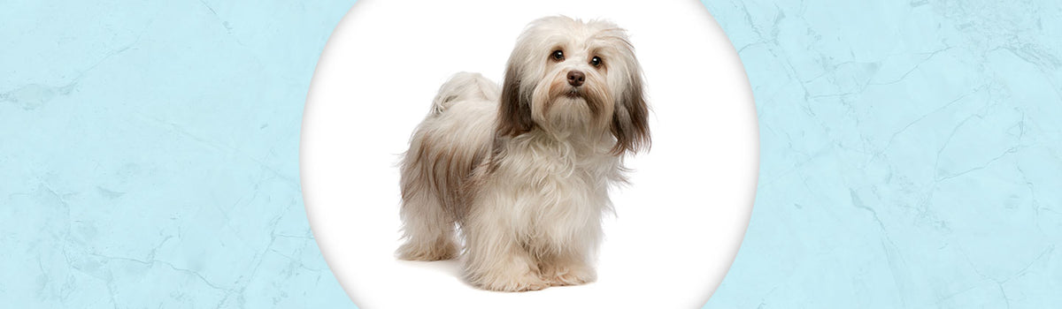 Havanese Jewelry – Dazzling Paws