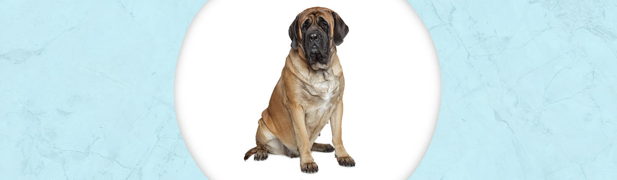 Mastiff Jewelry – Dazzling Paws
