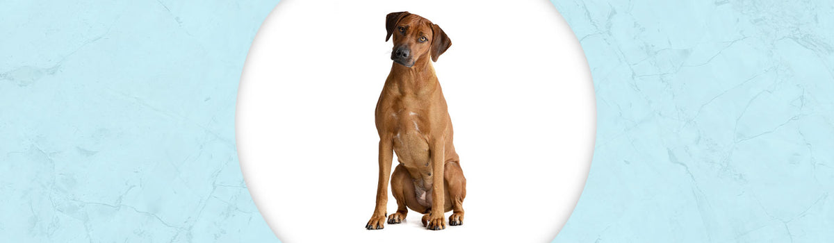 Rhodesian Ridgeback Jewelry – Dazzling Paws