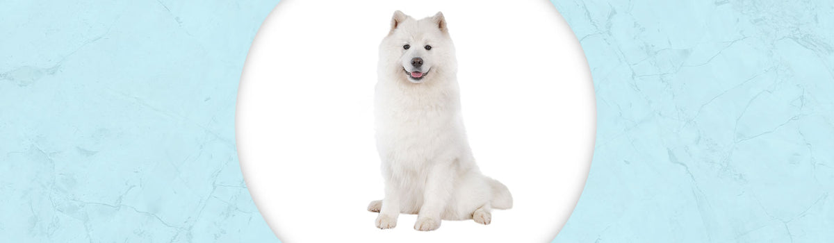 Samoyed Jewelry – Dazzling Paws