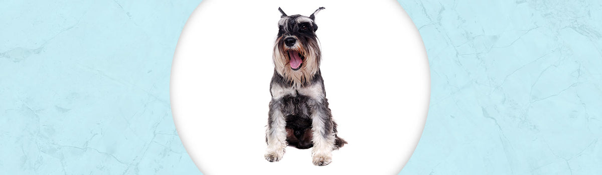 Schnauzer Jewelry – Dazzling Paws