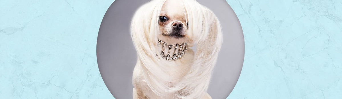 VIP Collection – Dazzling Paws